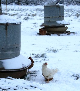 Cold and Snow vs. Open Chicken Housing: Who Will Win? - Robert ...